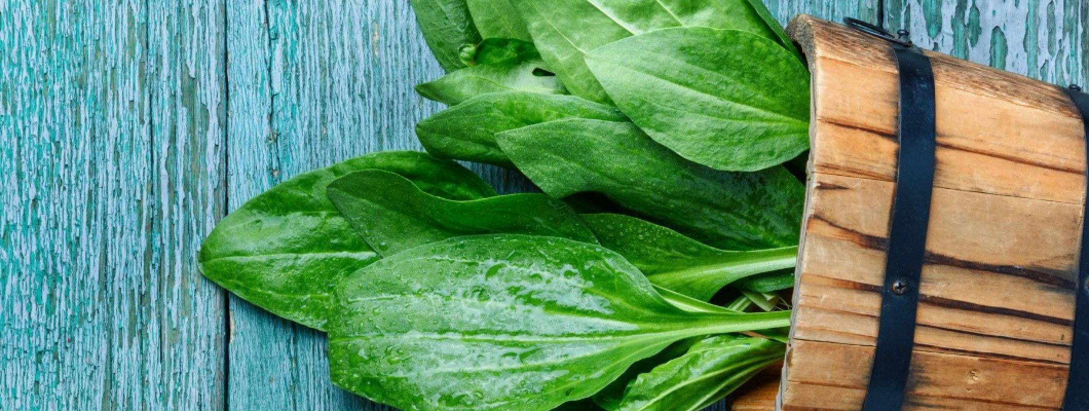 ᐉ Todo sobre el Llantén: Beneficios, Usos y Propiedades Medicinales ...